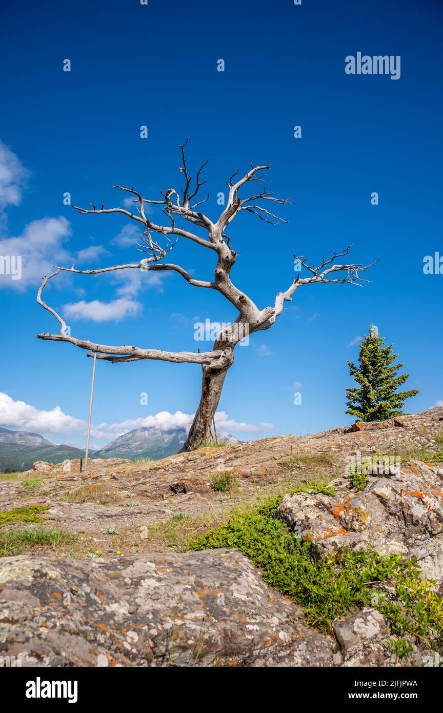 Burmis tree hi-res stock photography and images - Alamy