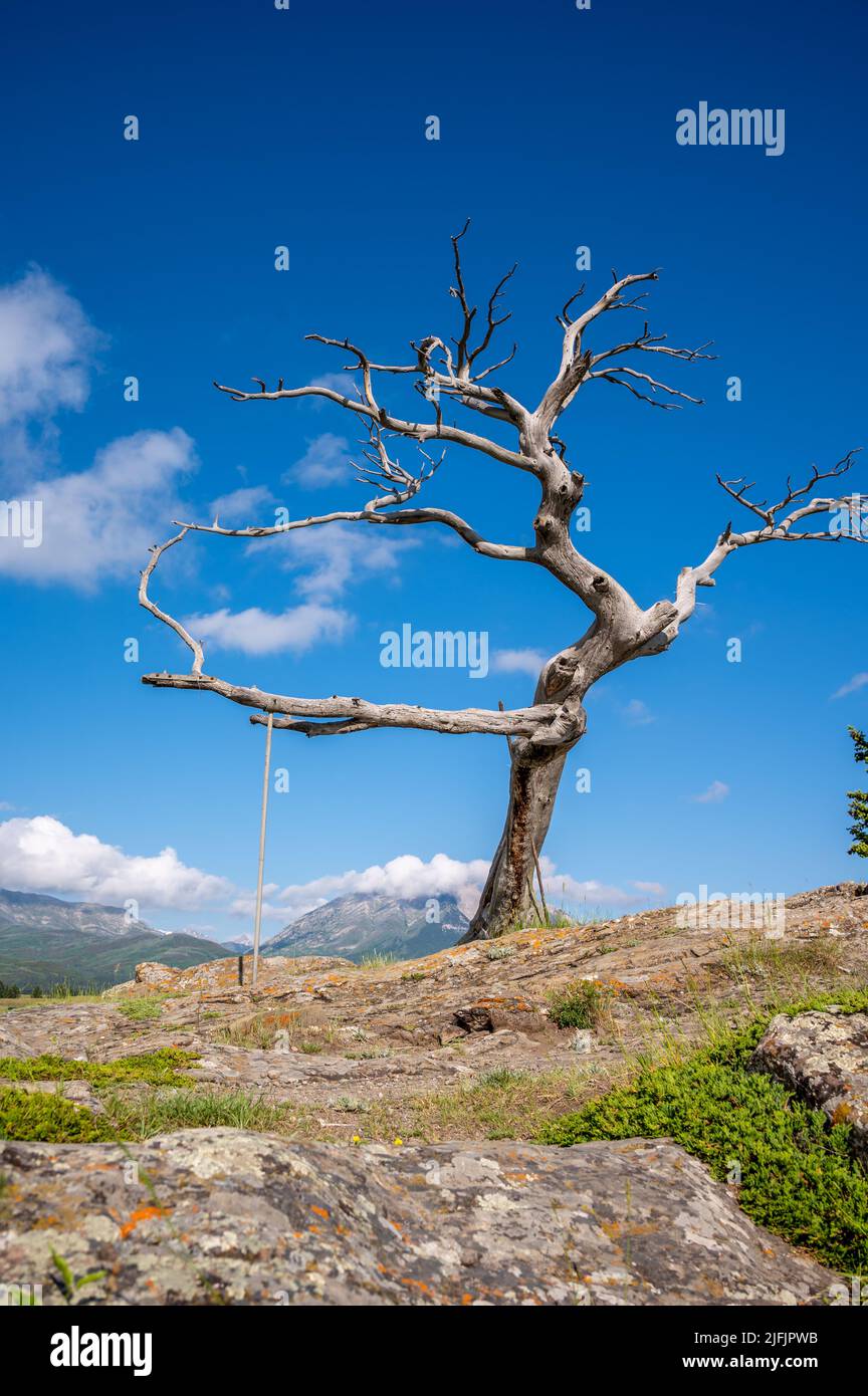 Burmis tree hi-res stock photography and images - Alamy
