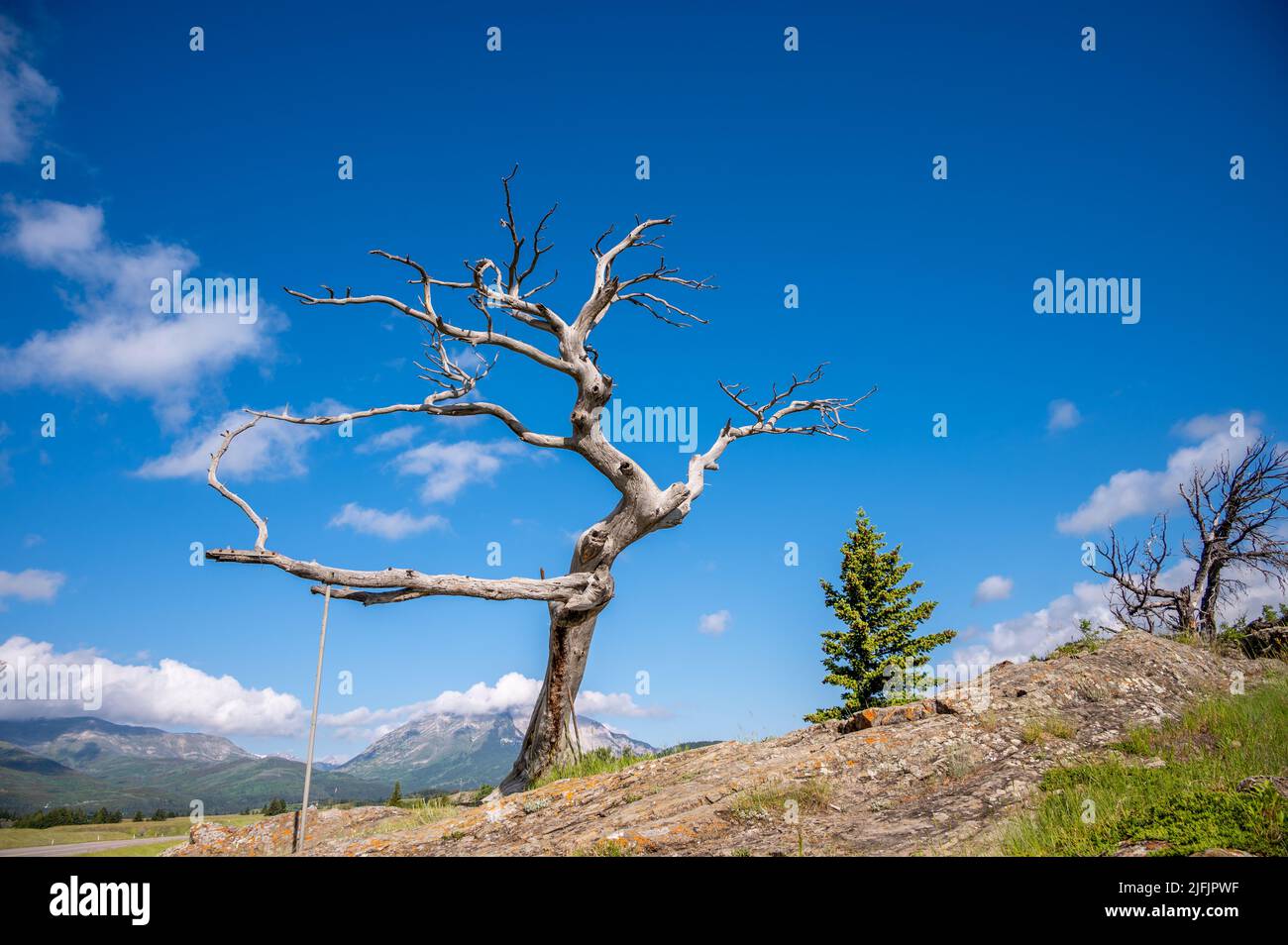 The famous Burmis tree in Crowsnest Pass, Alberta, Canada Stock Photo ...