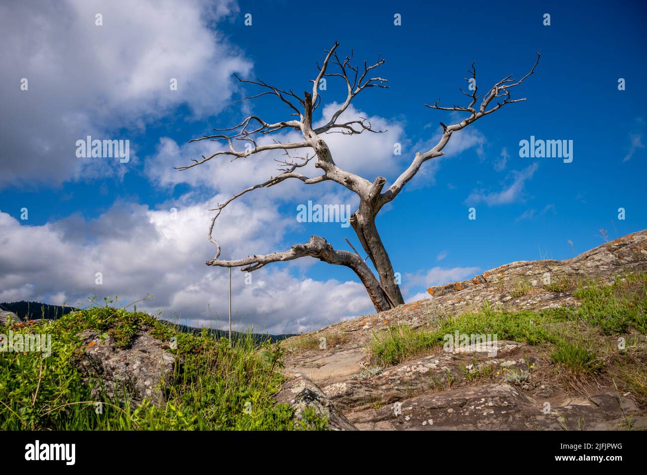 Burmis tree hi-res stock photography and images - Alamy