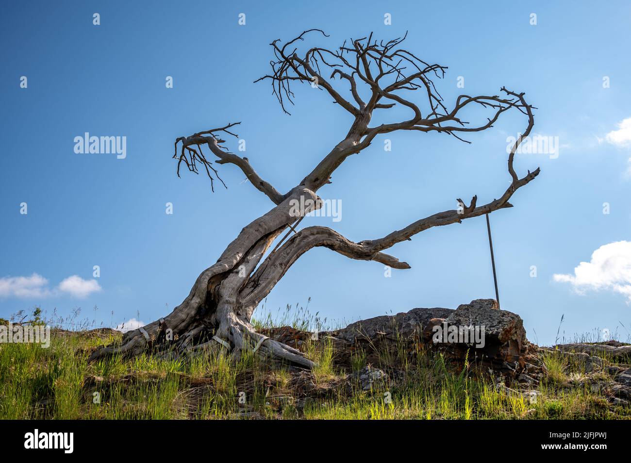 The famous Burmis tree in Crowsnest Pass, Alberta, Canada Stock Photo ...