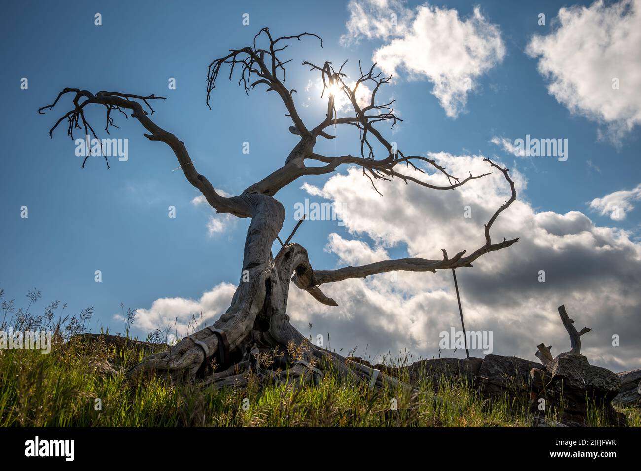 The famous Burmis tree in Crowsnest Pass, Alberta, Canada Stock Photo ...
