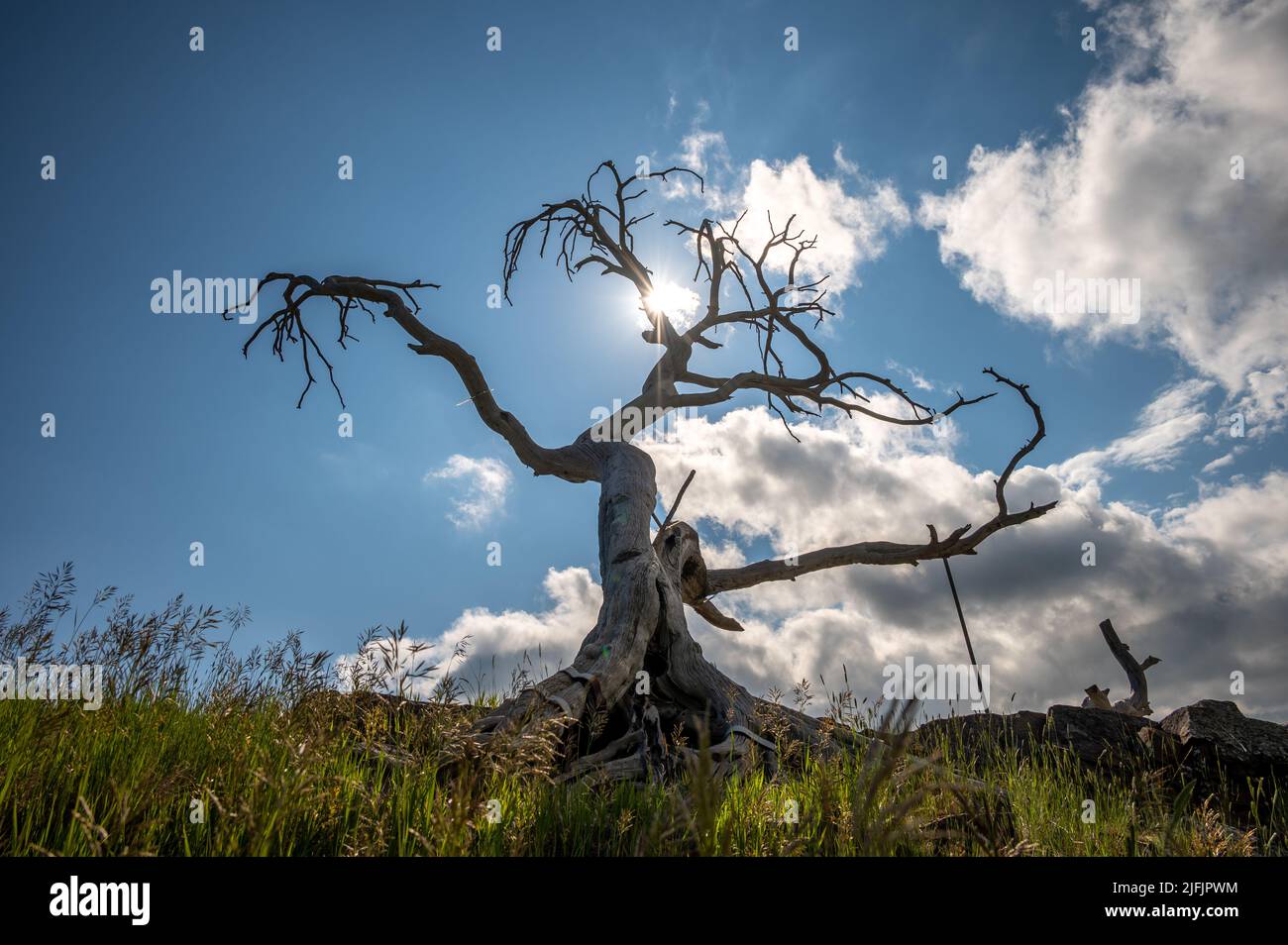 The famous Burmis tree in Crowsnest Pass, Alberta, Canada Stock Photo ...