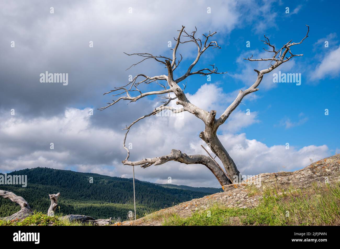 The famous Burmis tree in Crowsnest Pass, Alberta, Canada Stock Photo ...