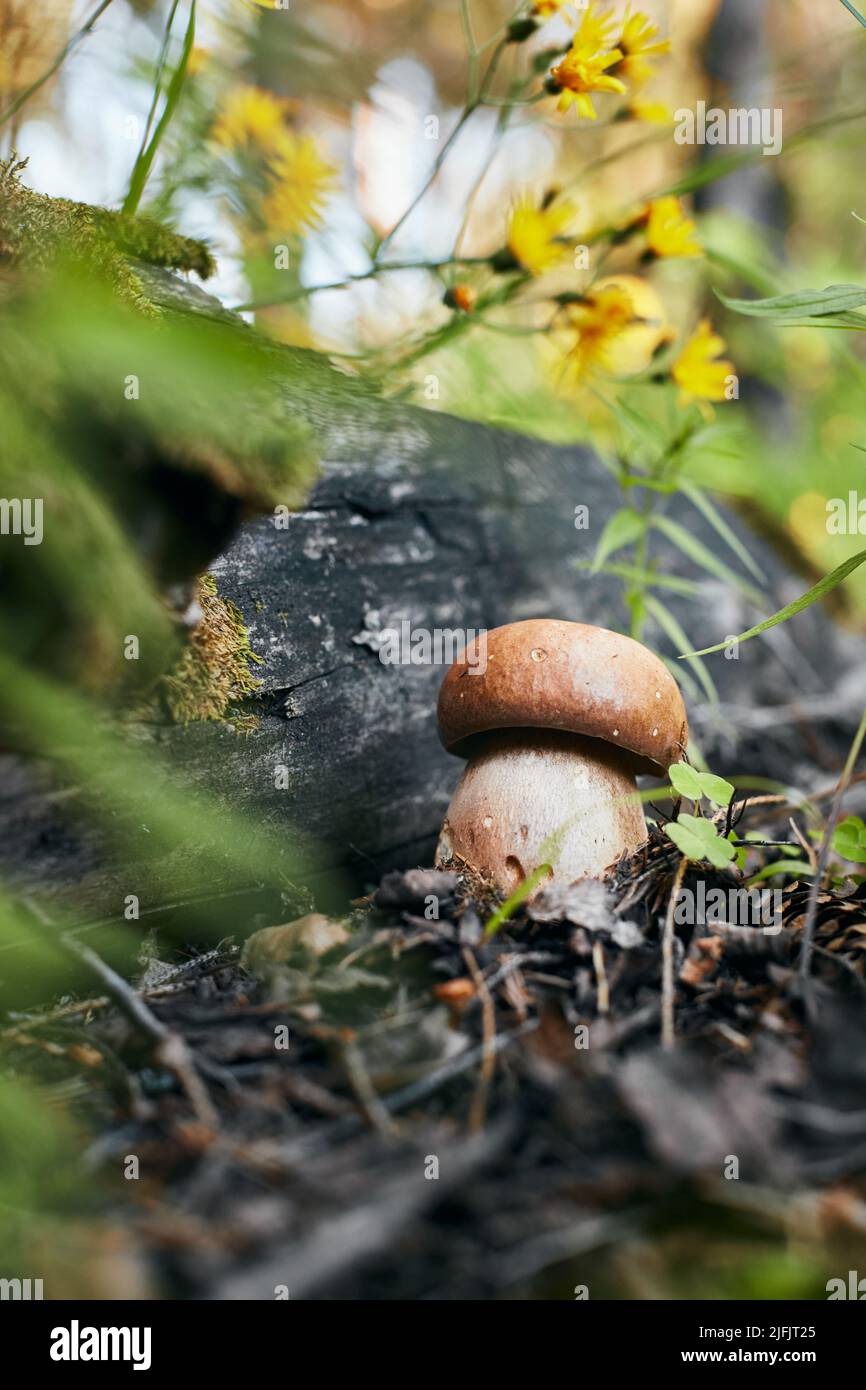 A boletus mushroom grows in the forest. Autumn still life, mushroom ...