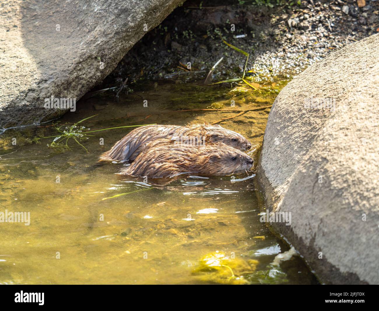 Two Wild animals, Muskrat, Ondatra zibethicuseats, eats on the river bank. Muskrat, Ondatra ...