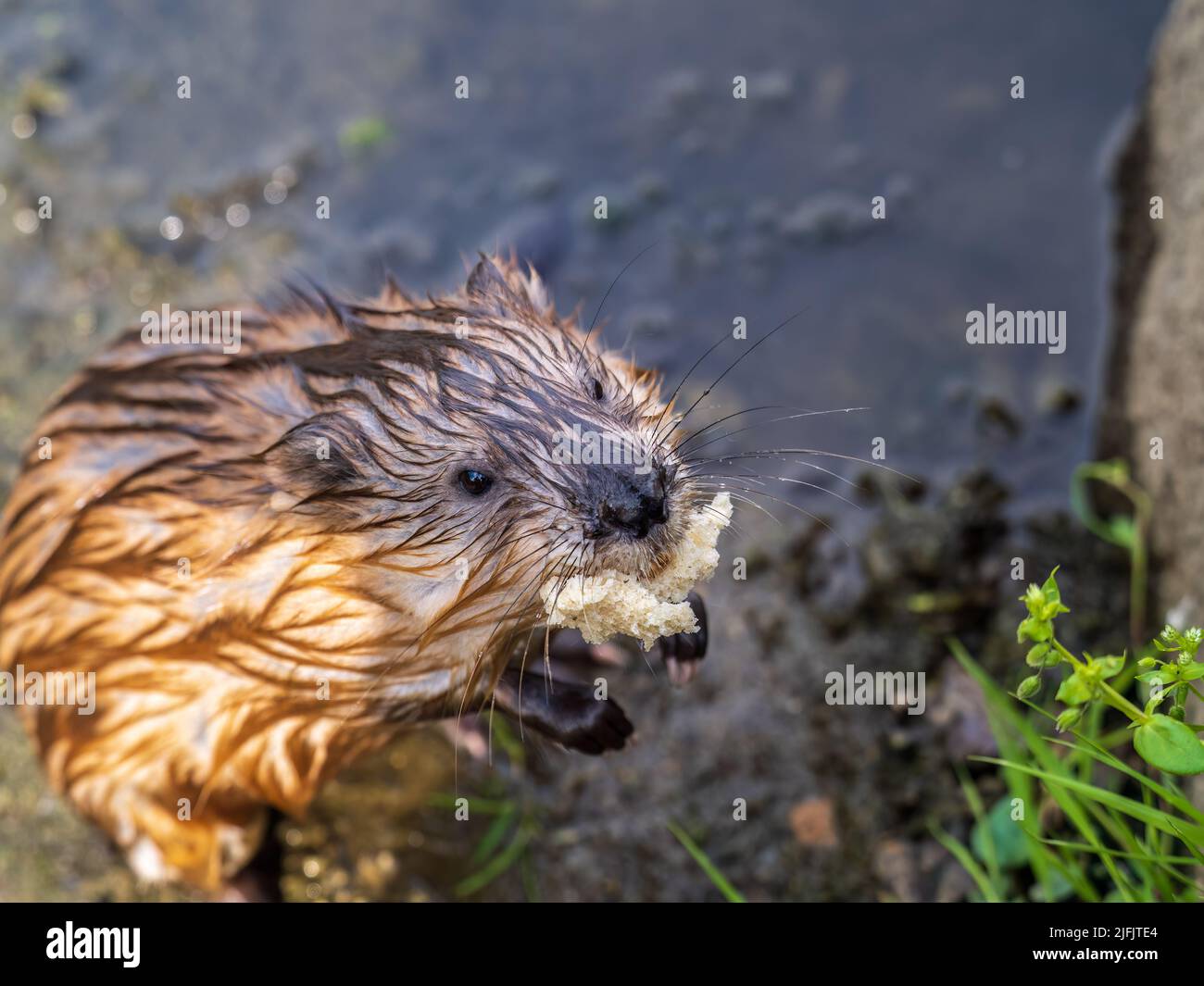 Wild animal Muskrat, Ondatra zibethicuseats, eats on the river bank ...