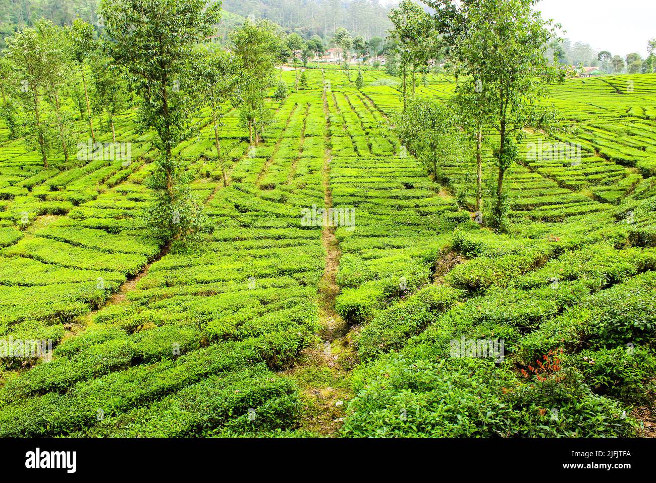 Tea Plantation and Trees. Greentea Leaves Background Stock Photo - Alamy