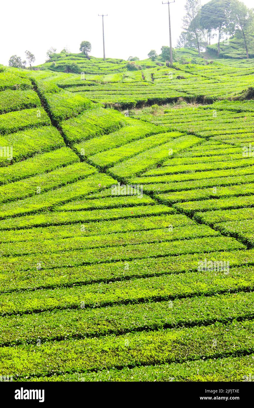 Tea Plantation and Trees. Greentea Leaves Background Stock Photo - Alamy