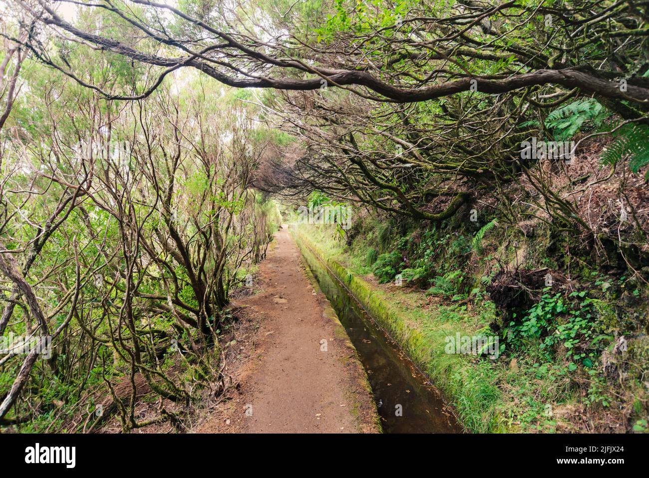 forest path along levada waterway at mountains of Madeira Island Stock ...