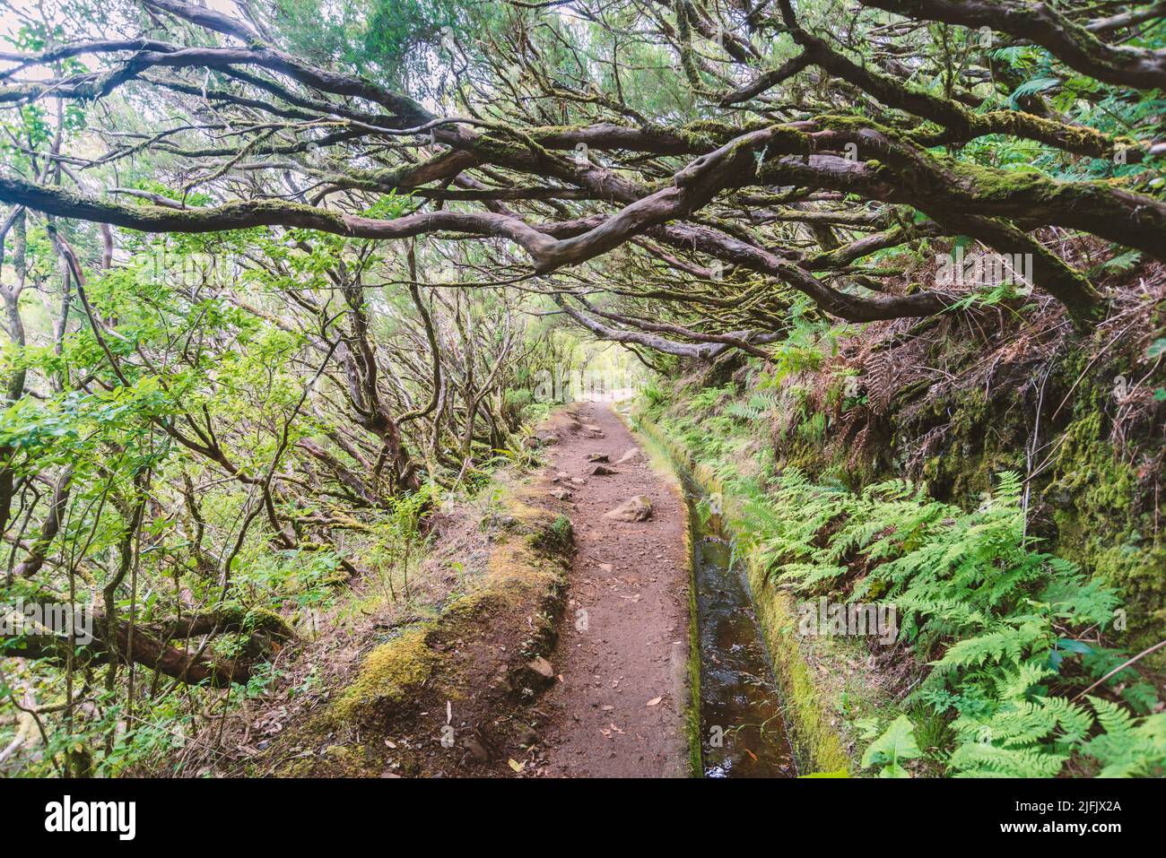 scenic path along levada waterway at mountains of Madeira Island Stock ...
