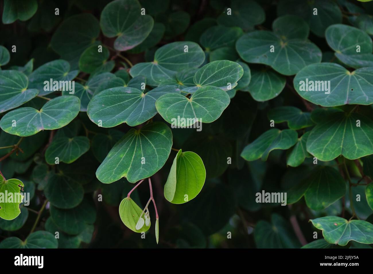 Apta tree leaves (Bauhinia racemosa). Apta tree leaves distribute on ...