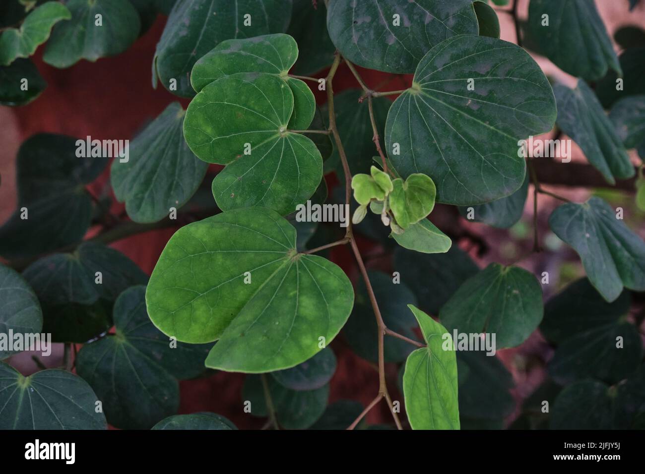 Apta tree leaves (Bauhinia racemosa). Apta tree leaves distribute on ...