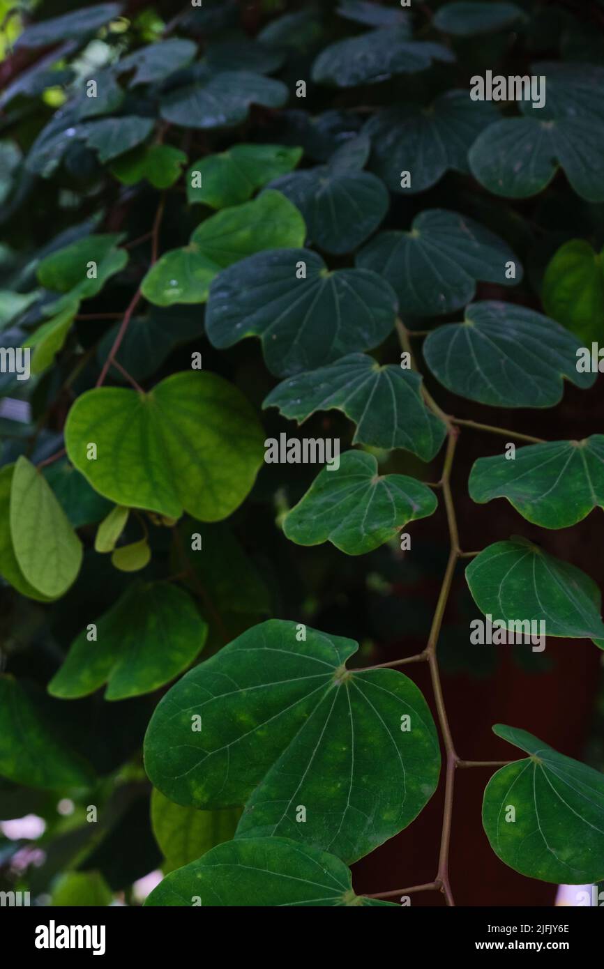 Apta tree leaves (Bauhinia racemosa). Apta tree leaves distribute on ...