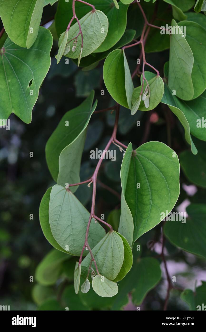 Apta tree leaves (Bauhinia racemosa). Apta tree leaves distribute on ...