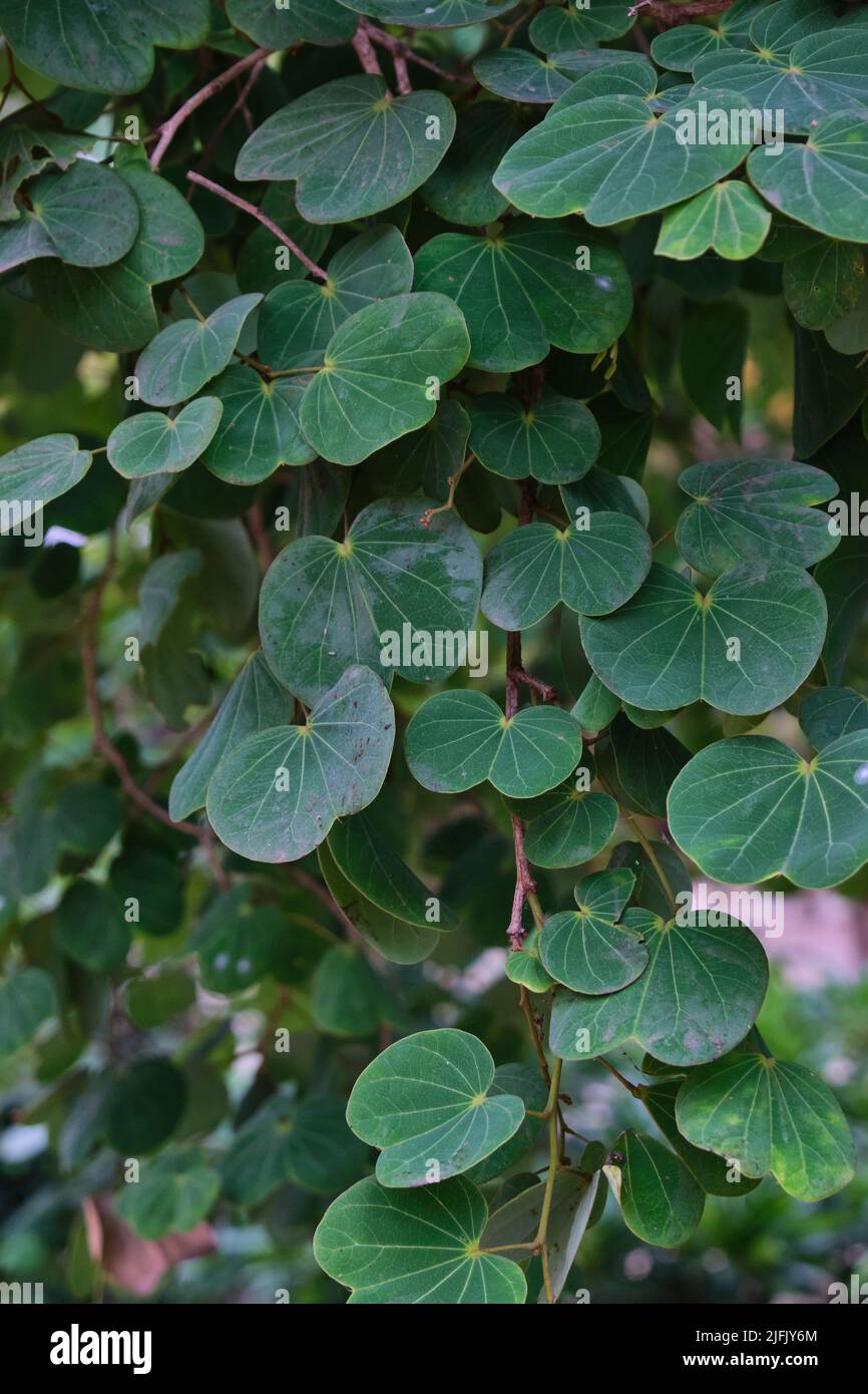 Apta tree leaves (Bauhinia racemosa). Apta tree leaves distribute on ...