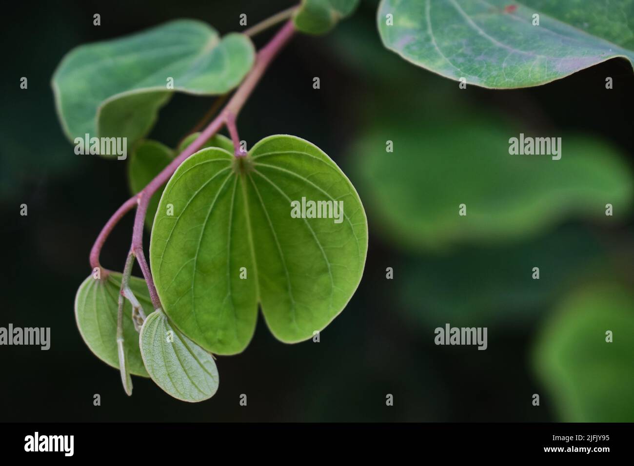 Apta tree leaves (Bauhinia racemosa). Apta tree leaves distribute on ...