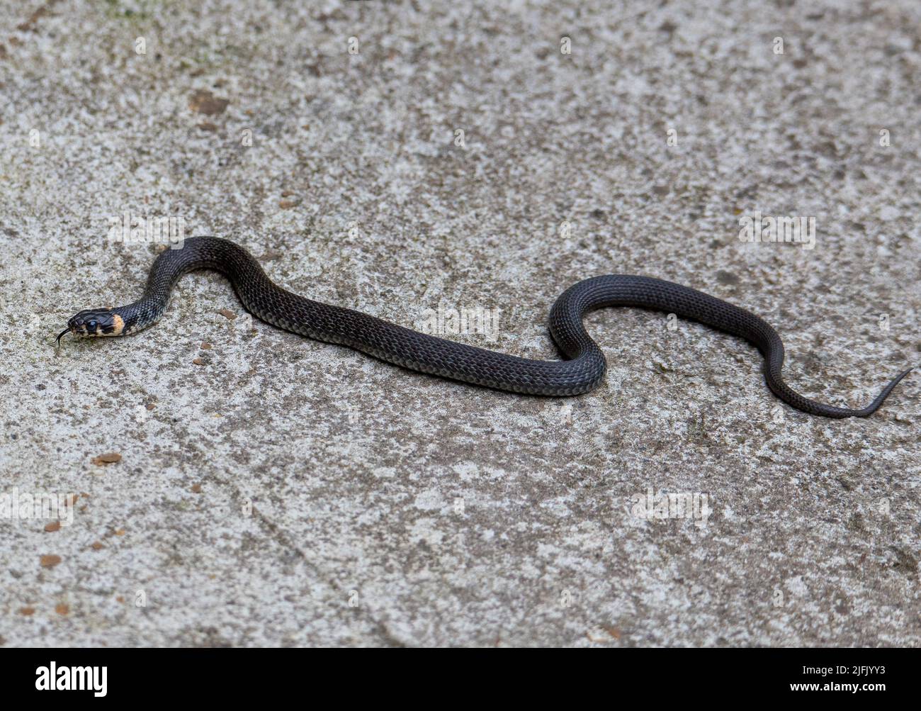 a close-up with a Natrix Natrix snake, grass snake, nature, reptile ...
