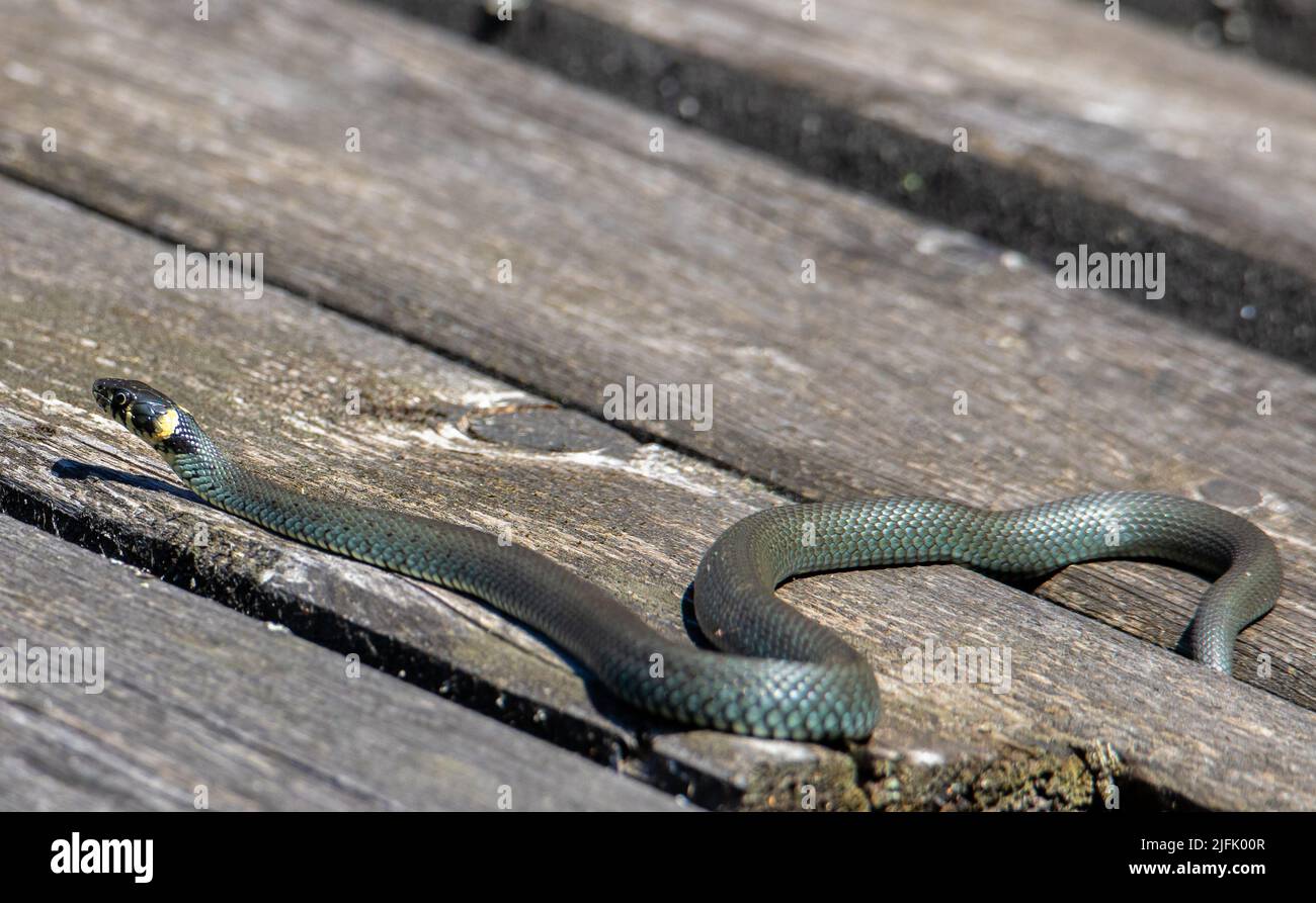 a close-up with a Natrix Natrix snake, grass snake, nature, reptile ...
