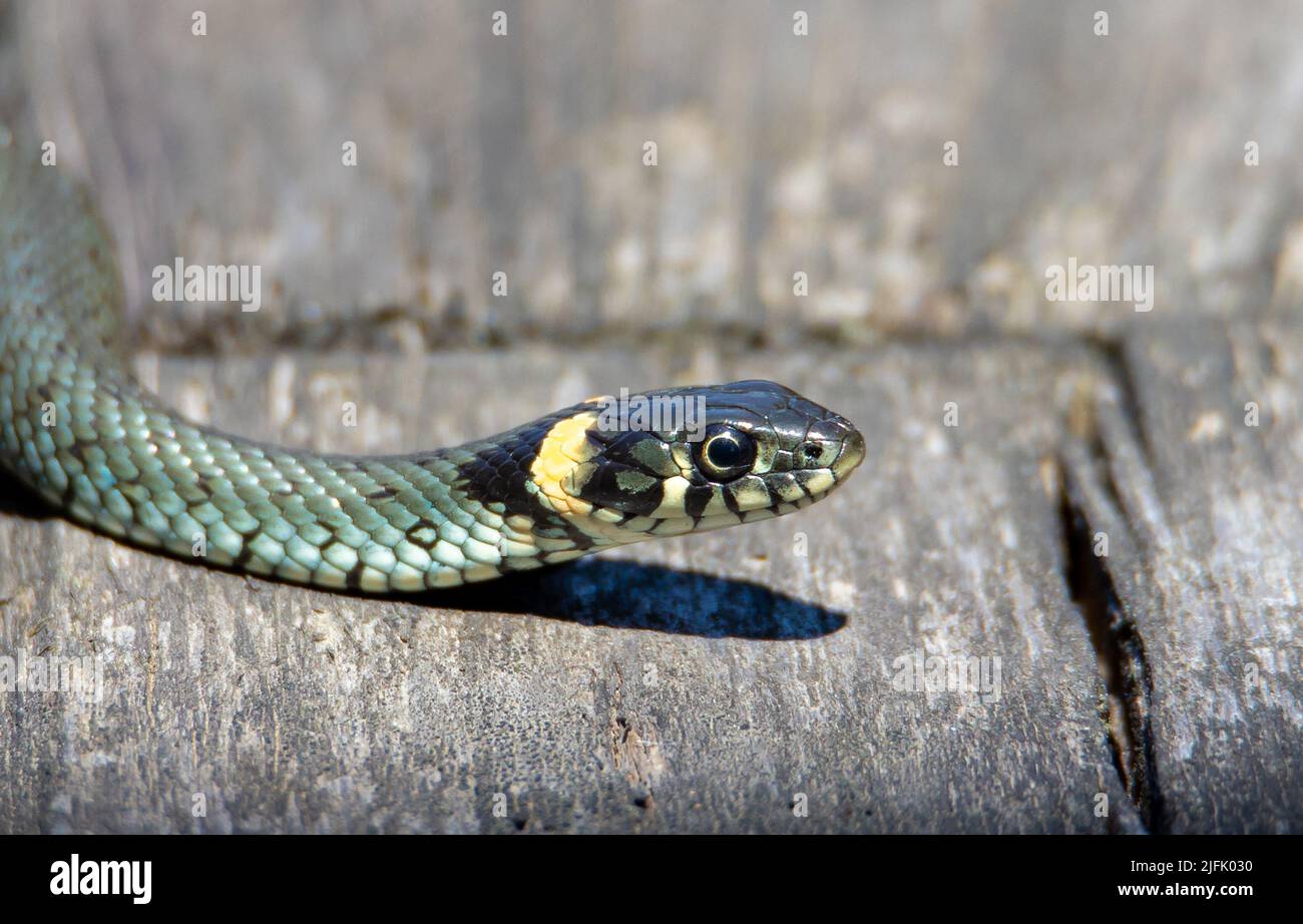 a close-up with a Natrix Natrix snake, grass snake, nature, reptile ...