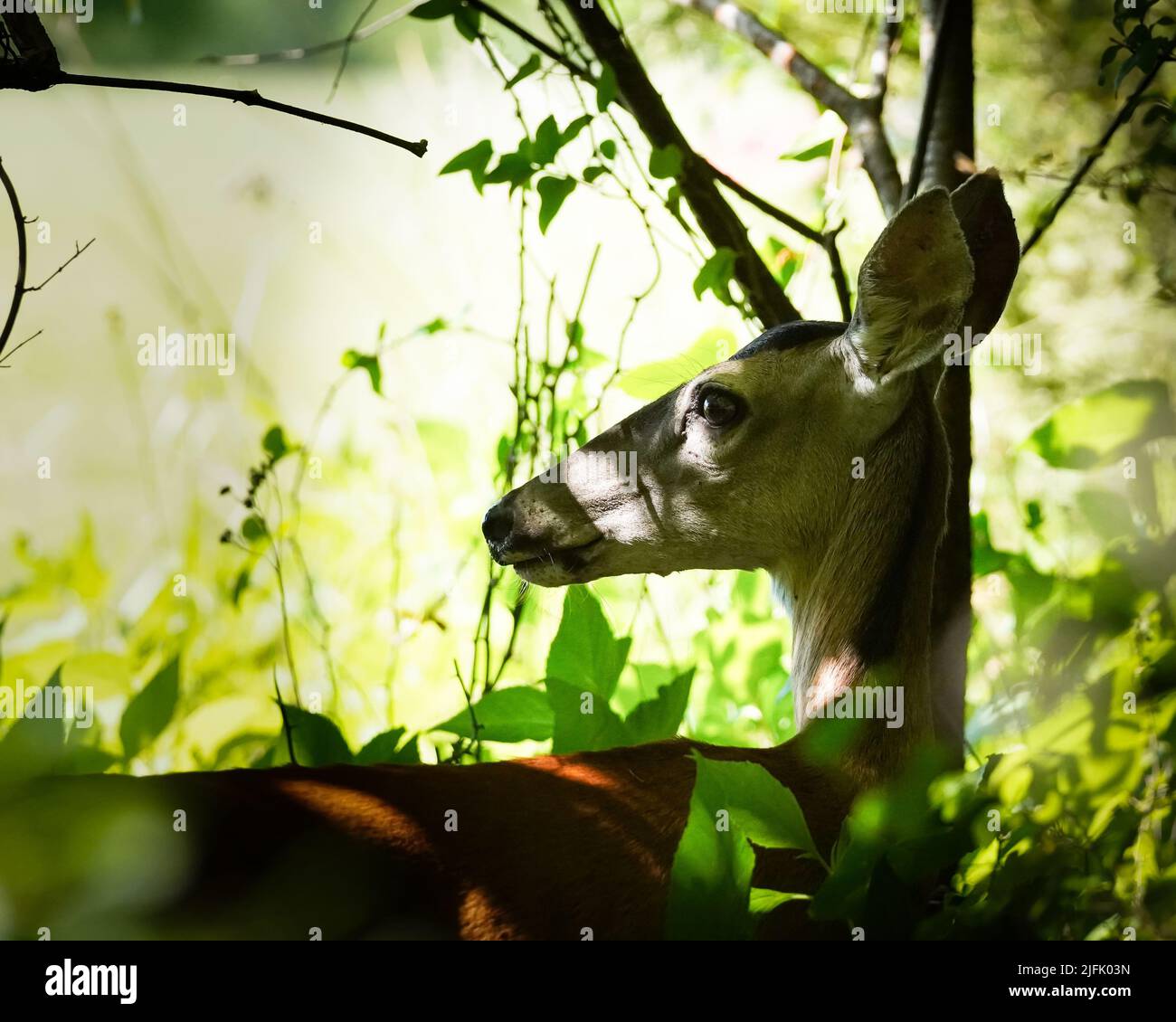 Wild deer in the woods, alertly looking at the open field and taking ...