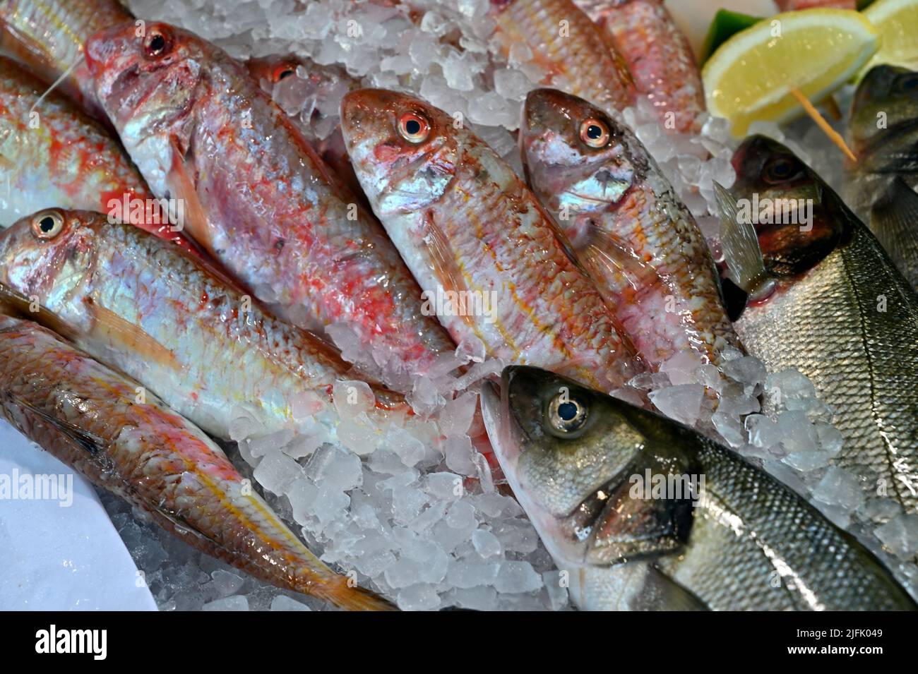 various fishes and shell fishes Stock Photo - Alamy