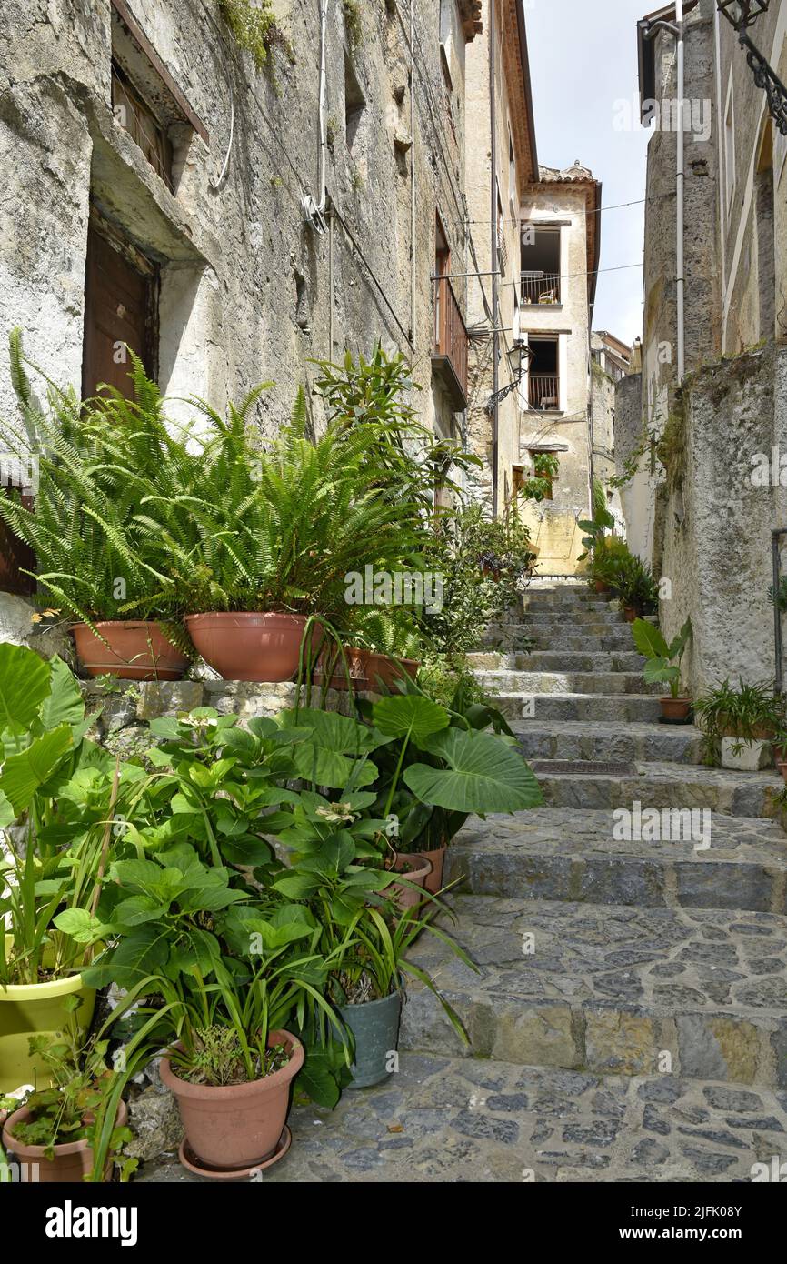A vertical shot of a narrow street between old houses in Scalea village ...