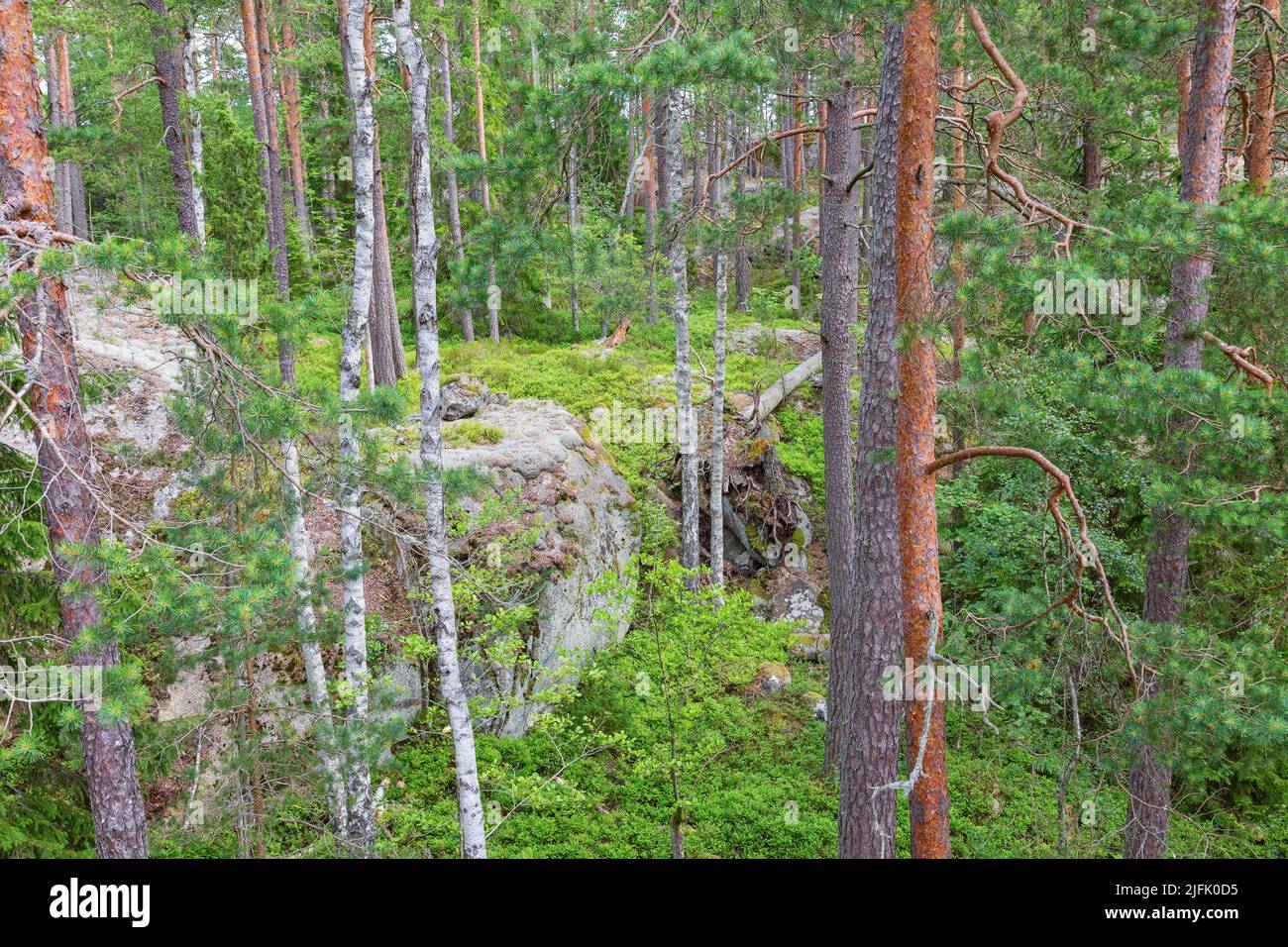 Wild forest terrain in the taiga Stock Photo - Alamy