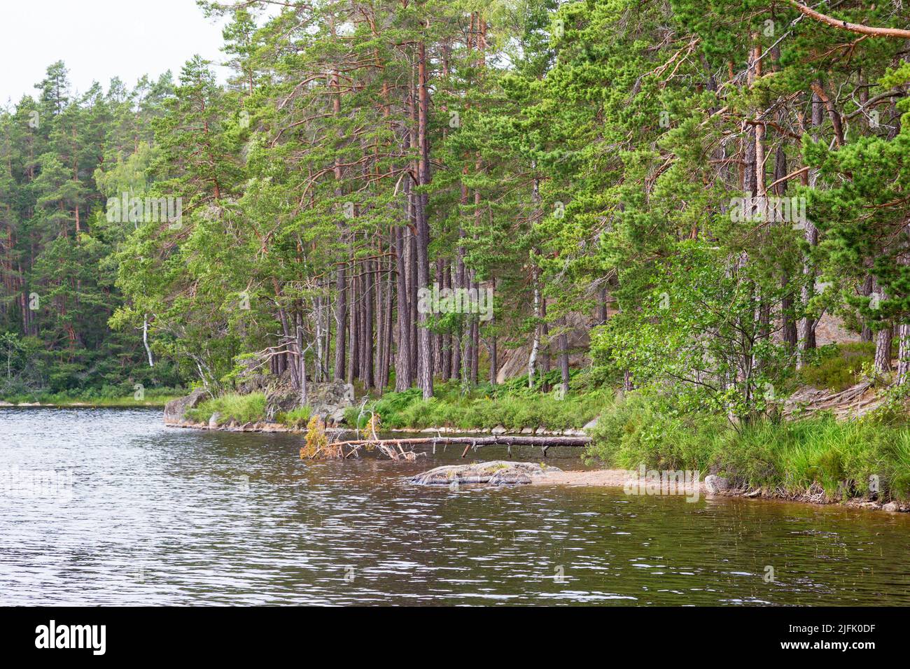Lake beach in a forest Stock Photo - Alamy