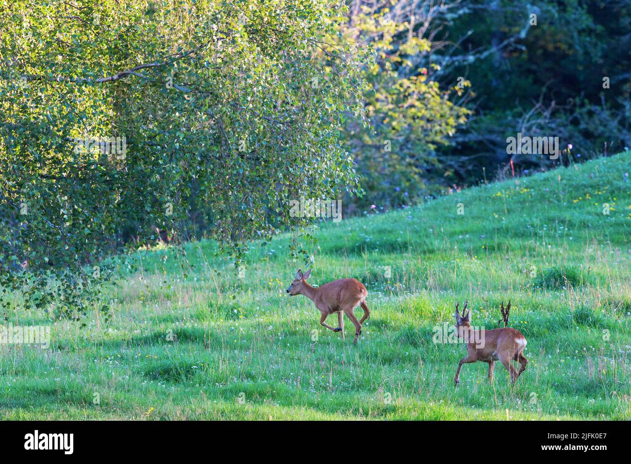 Two Deers in rut chasing each other in the meadow Stock Photo - Alamy