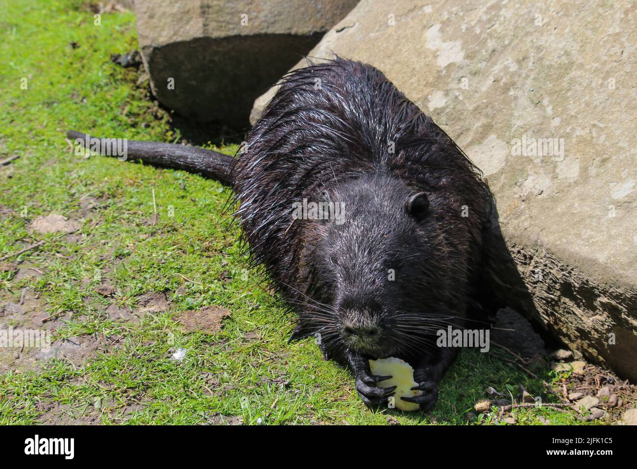 Nutria on the shore and in the water on a summer day Stock Photo - Alamy