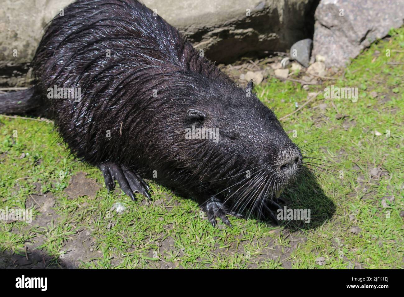 Nutria on the shore and in the water on a summer day Stock Photo - Alamy