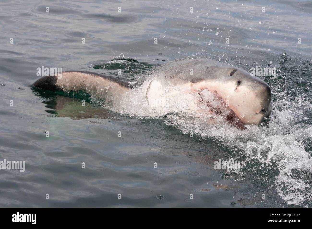 A Great White Shark raises its head out the water. Gansbaai, Western ...