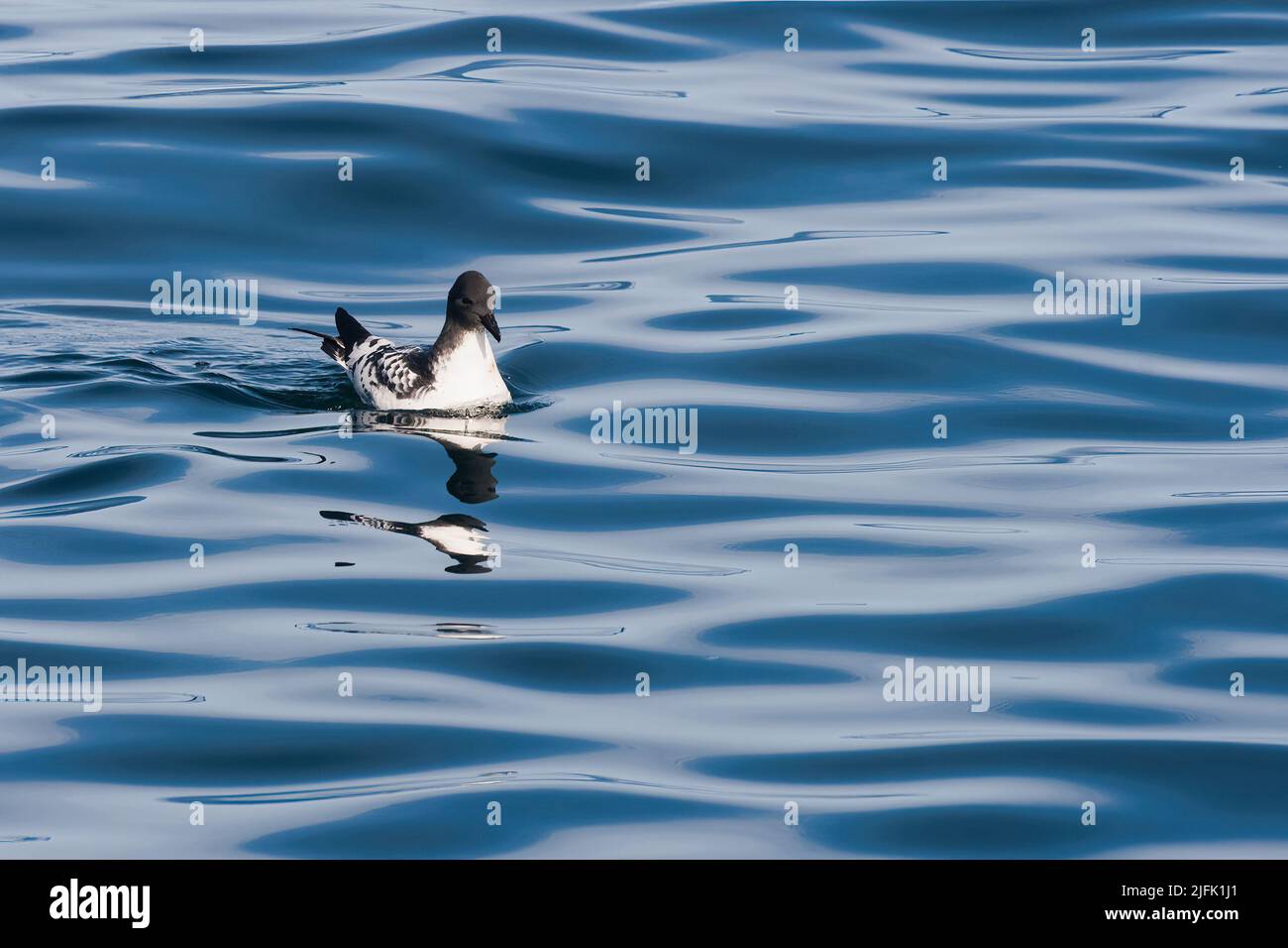 A wild Cape Petrel (Daption capense), also known as a Pintado Petrel ...