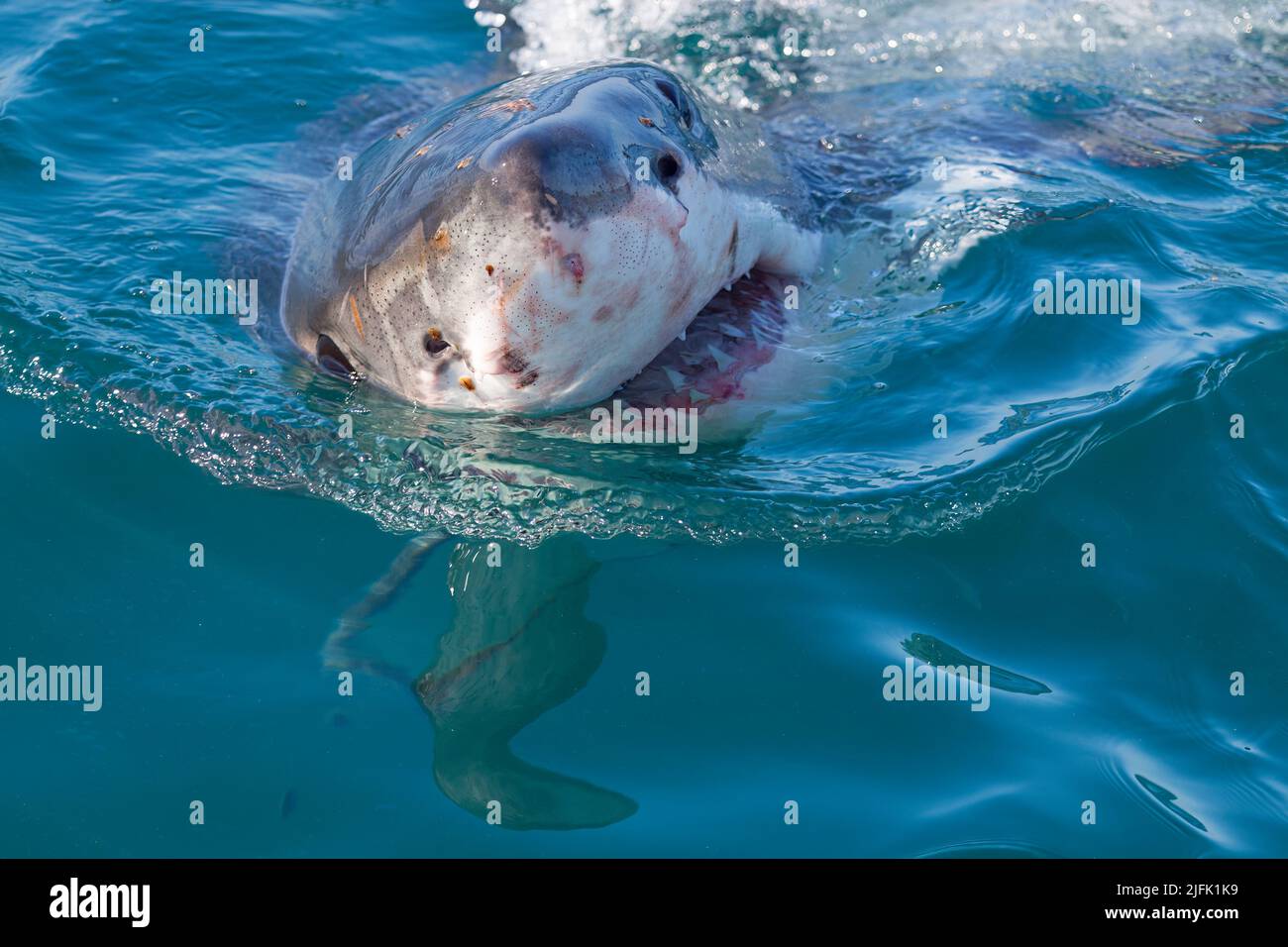 Shark jumping out of water hi-res stock photography and images - Alamy