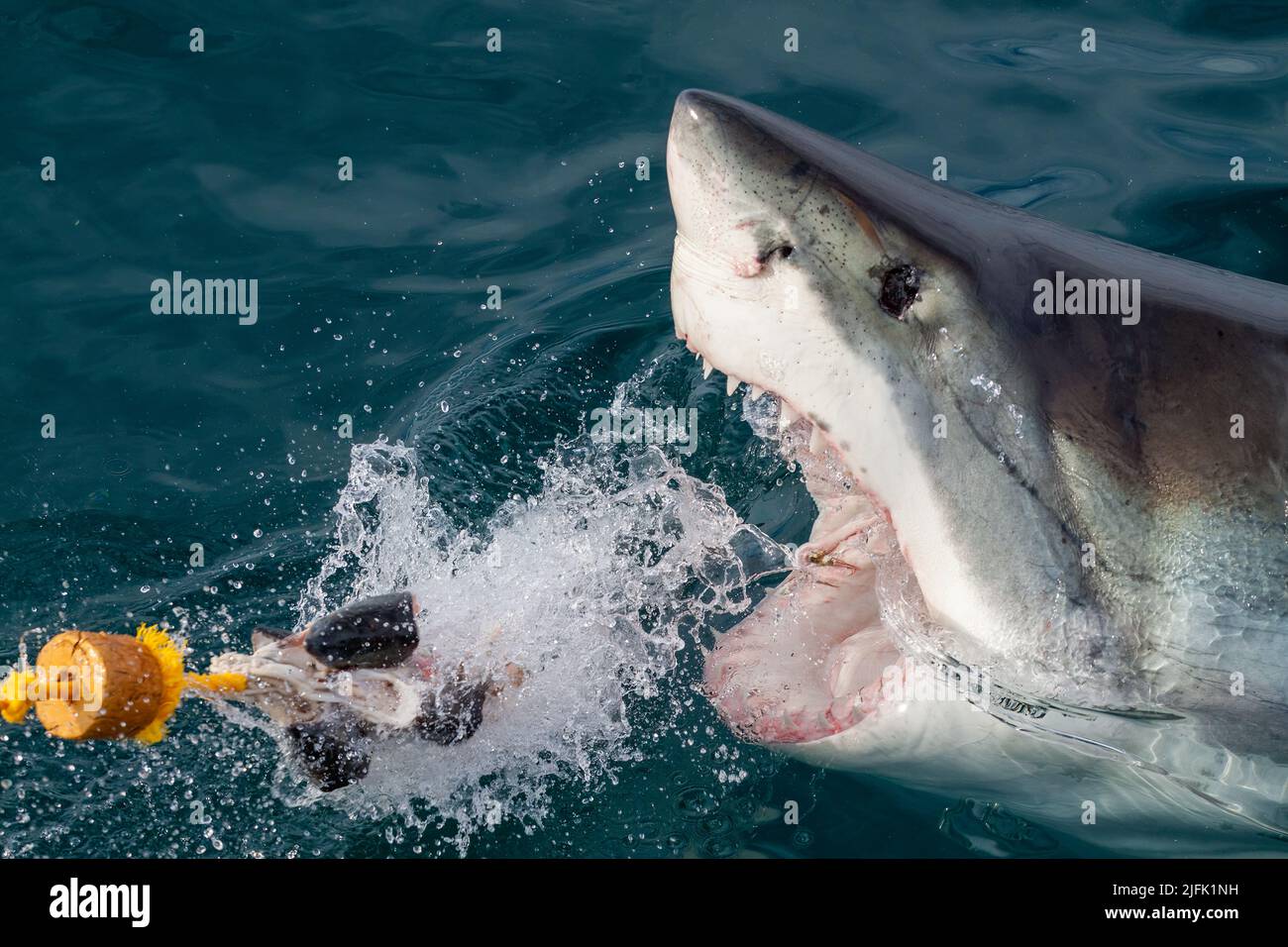 A Great White shark, lurches quicky out of the water in a predatory ...