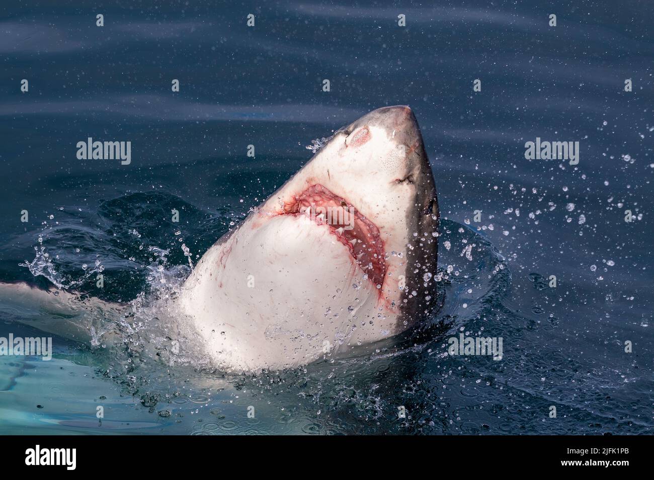 Great White Shark doing a partial breach out of the water in Gansbaai ...