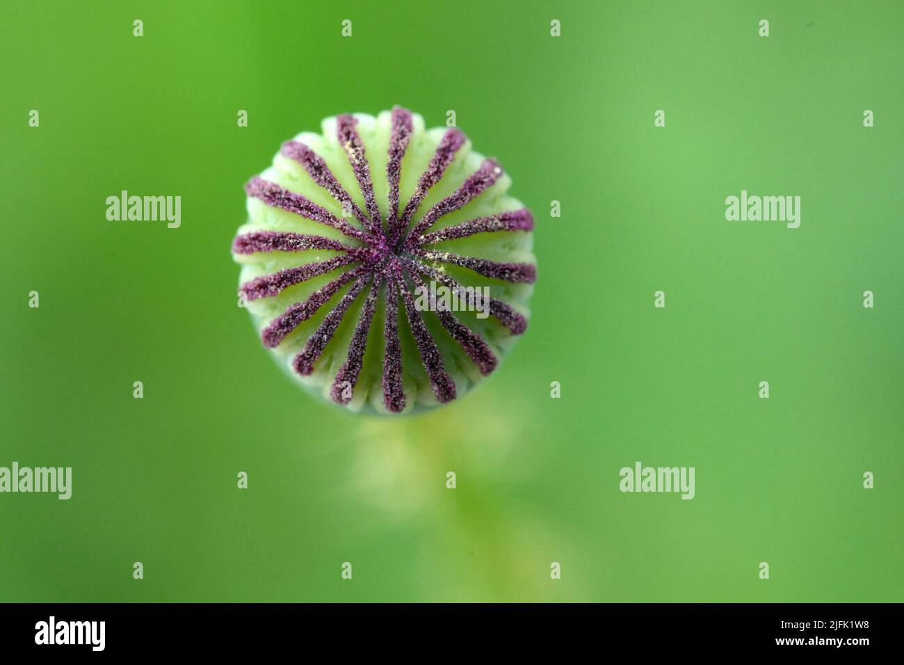 Poppy head in macro hi-res stock photography and images - Alamy