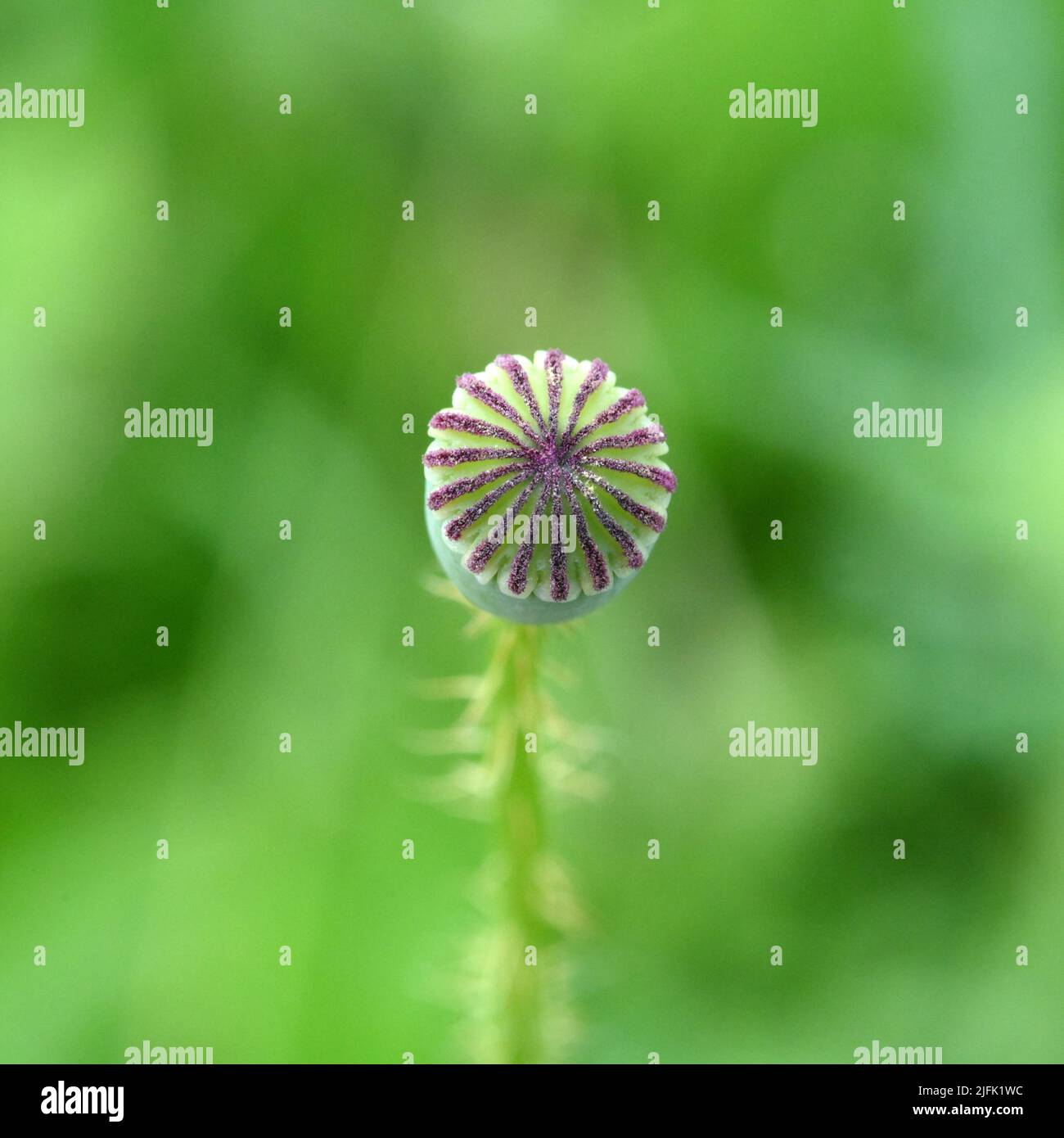 Poppy head symmetry, purple lines radiate from the central cone of the ...