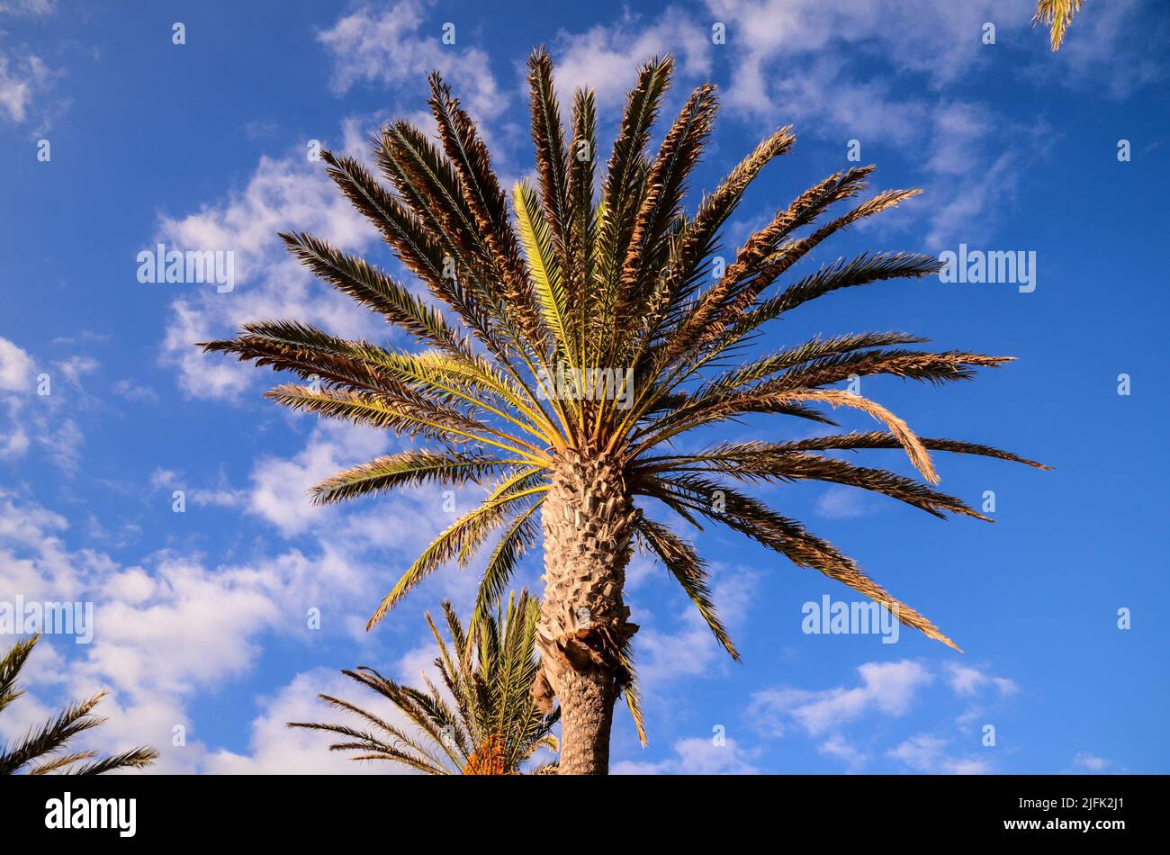 Green Palm Canarian Tree on the Blue Sky Background Stock Photo - Alamy