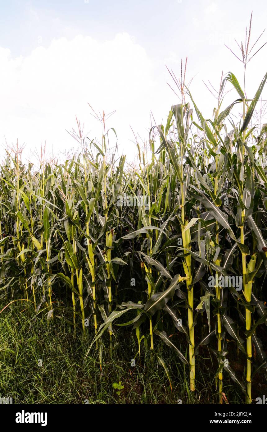 Growing Green Corn Field Culture in North Italy Stock Photo - Alamy
