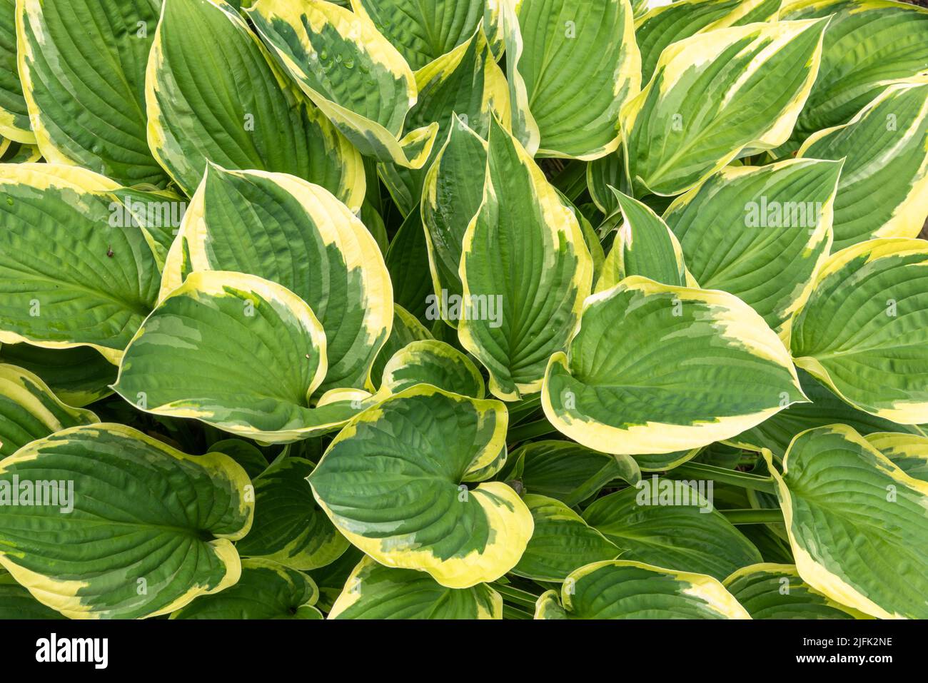 Hosta fortunei aureomarginata Stock Photo - Alamy