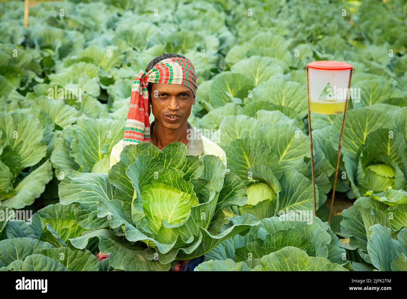 Happy Cabbage Farmer Stock Photo - Alamy