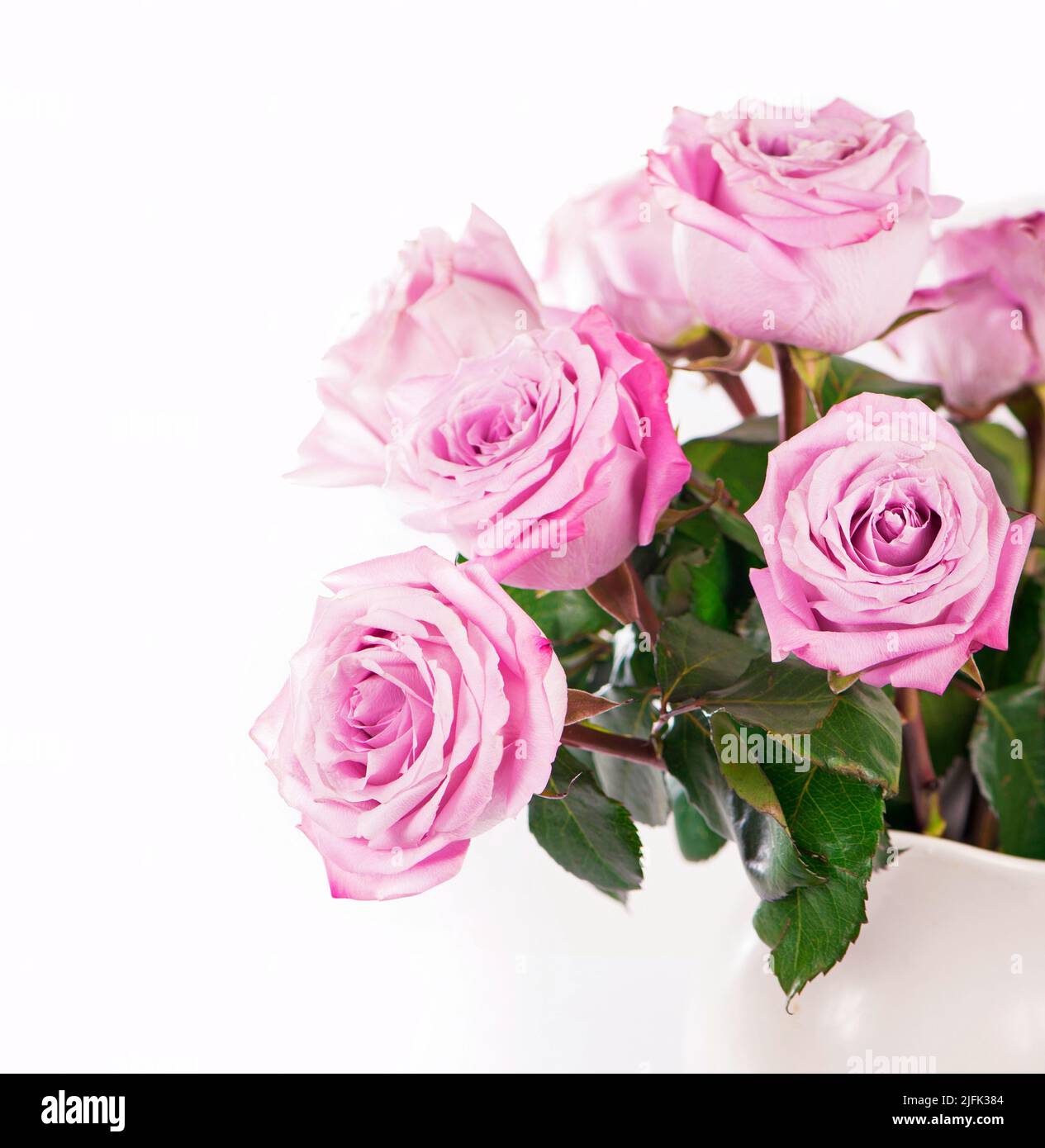 Rose flower with clipping path, side view. Beautiful roses on stem with ...