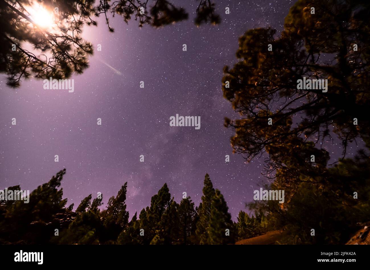 Stars in the Sky at Night over the Trees of a Pine Forest Stock Photo ...