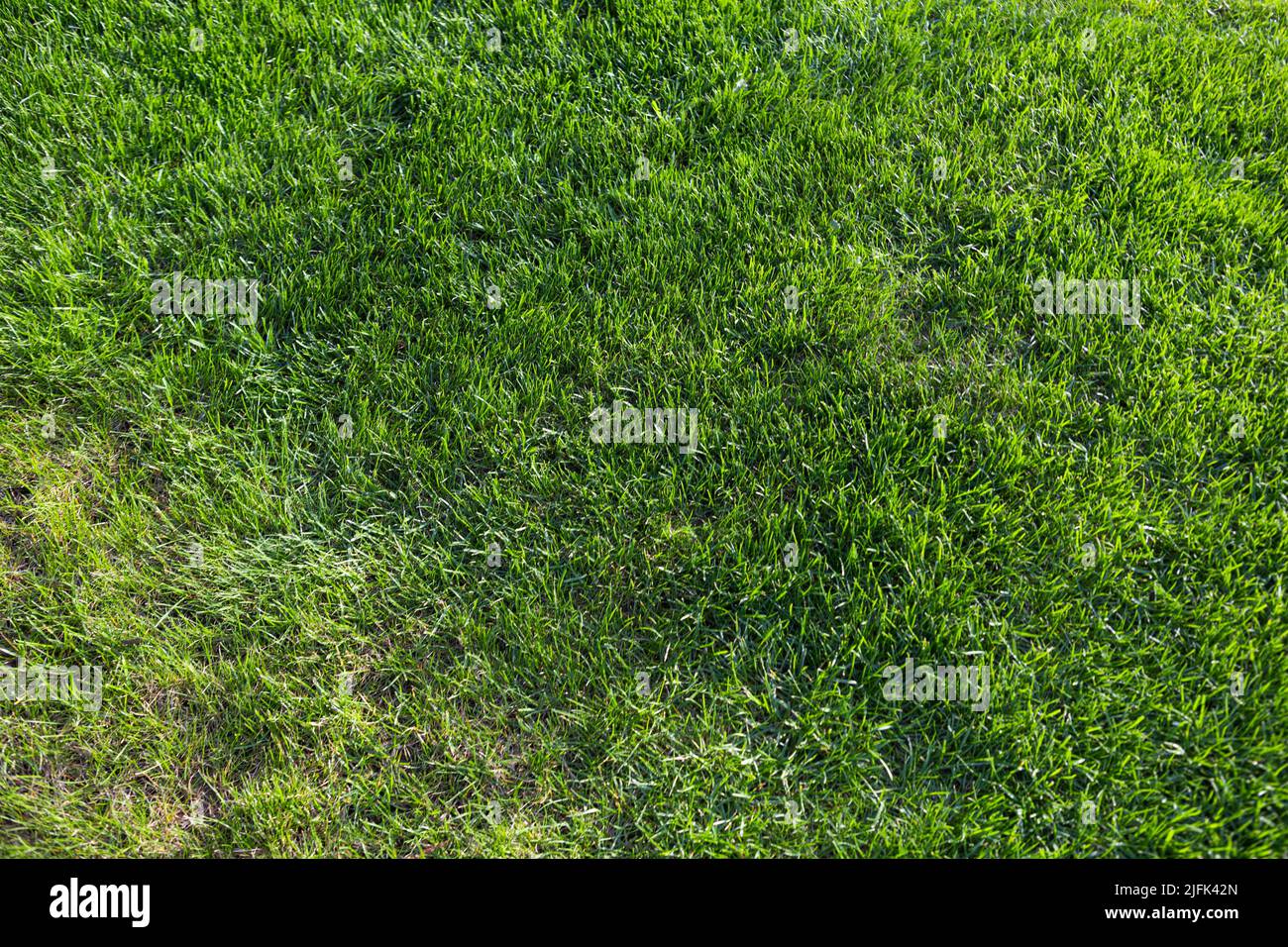 Dead grass top view of the nature background. texture of Green and ...
