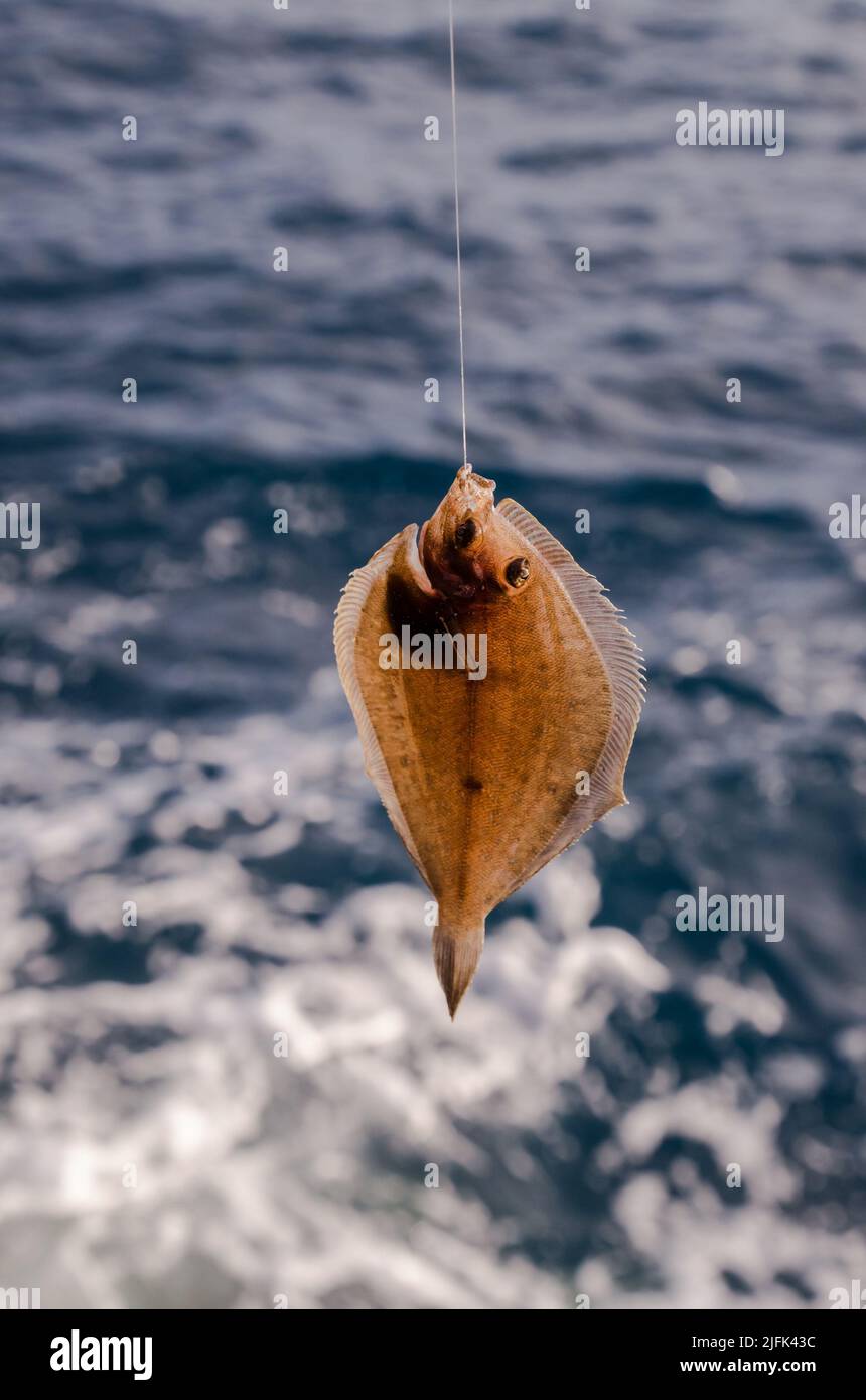 Whole Single Fresh Sole Fish Near The Ocean Stock Photo - Alamy