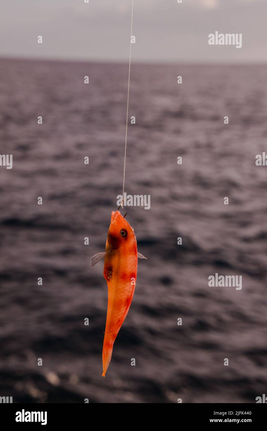One Sea Fish Hooked over the Blue Atlantic Ocean Stock Photo - Alamy