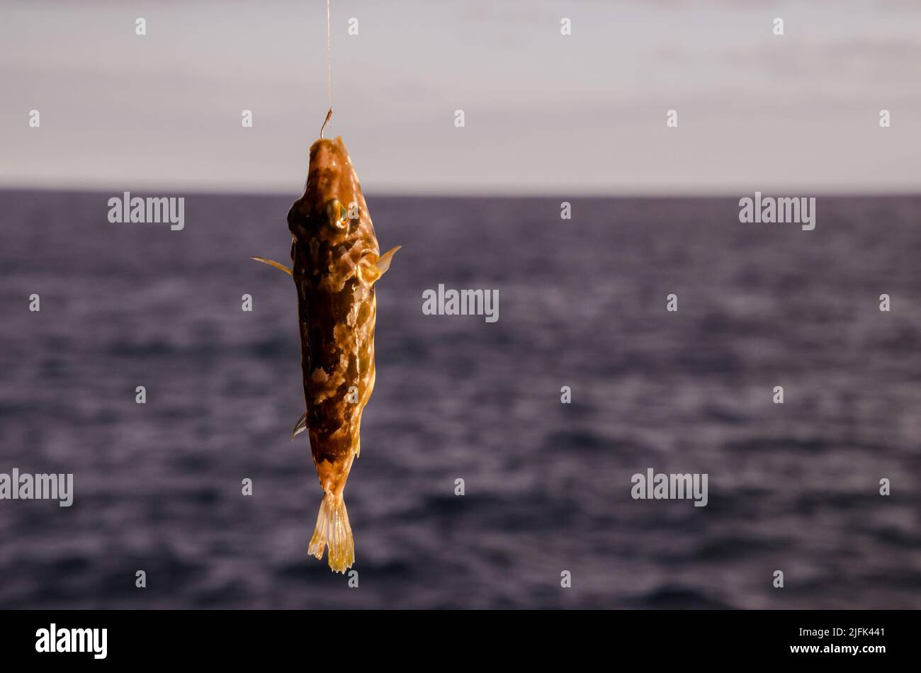 One Sea Fish Hooked over the Blue Atlantic Ocean Stock Photo - Alamy