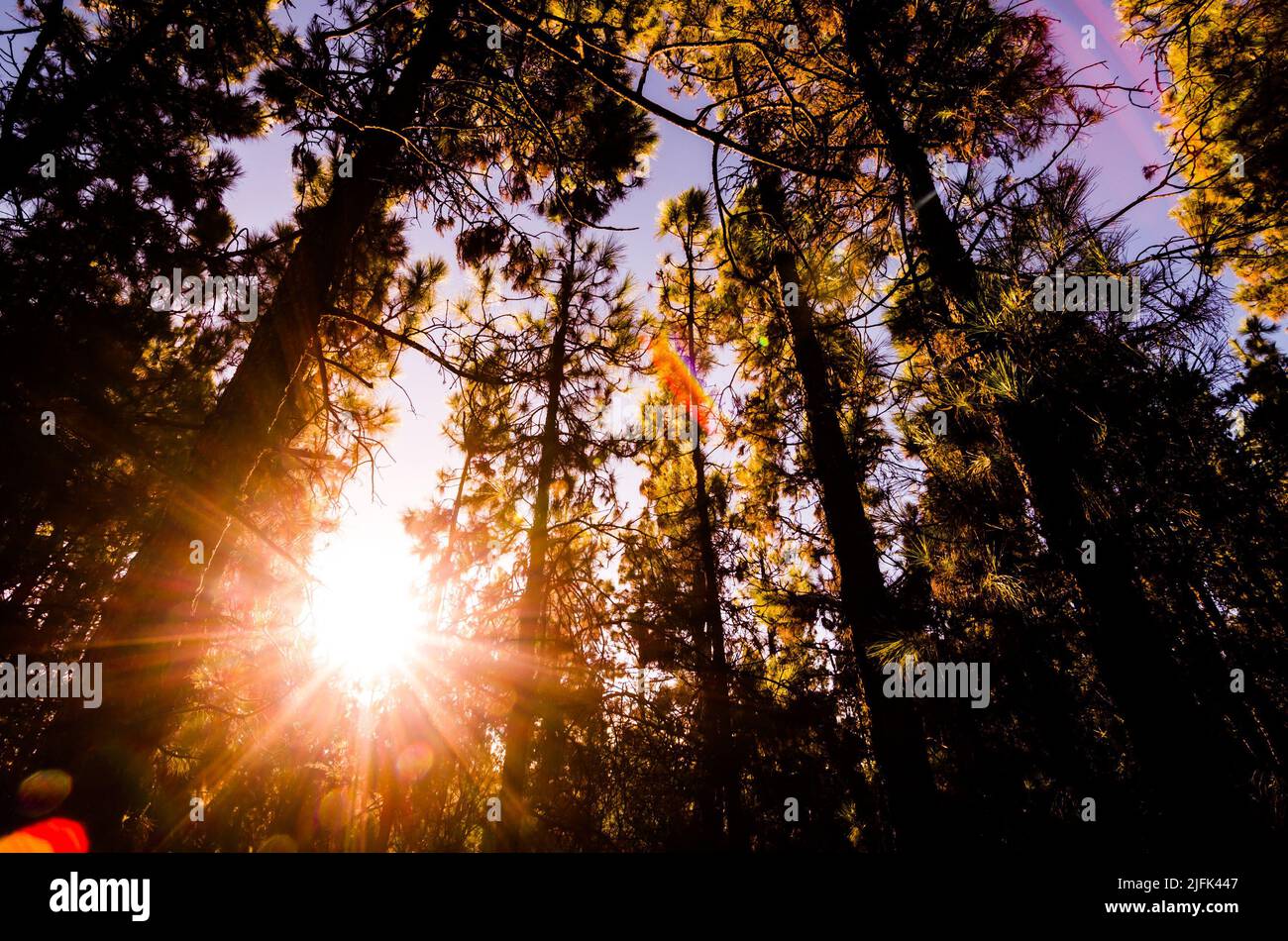 Beautiful Morning Scene in the Forest in Tenerife Stock Photo - Alamy
